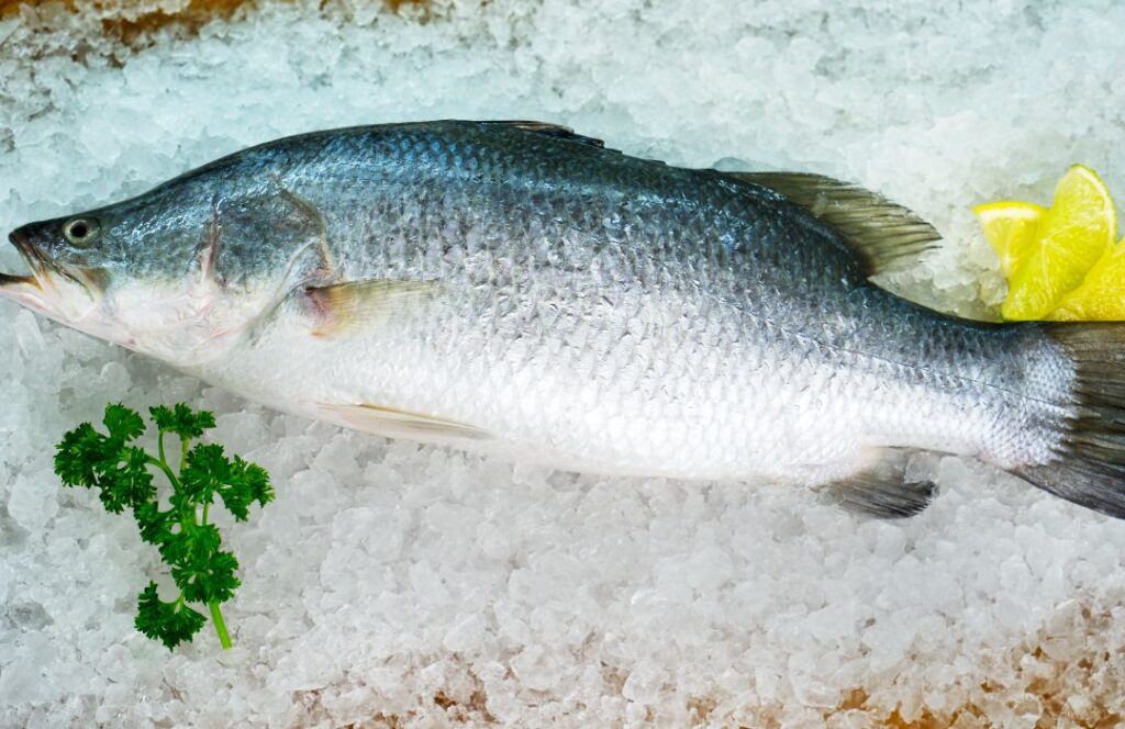 Baby Barramundi Whole - Adelaide Seafood