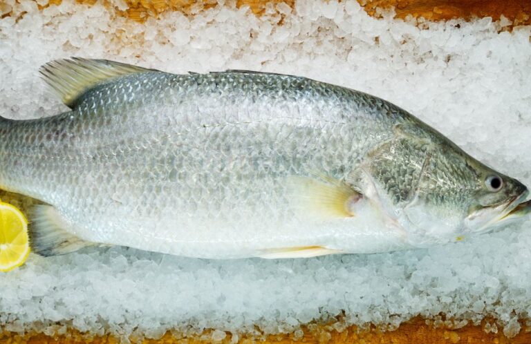 Barramundi Whole - Adelaide Seafood