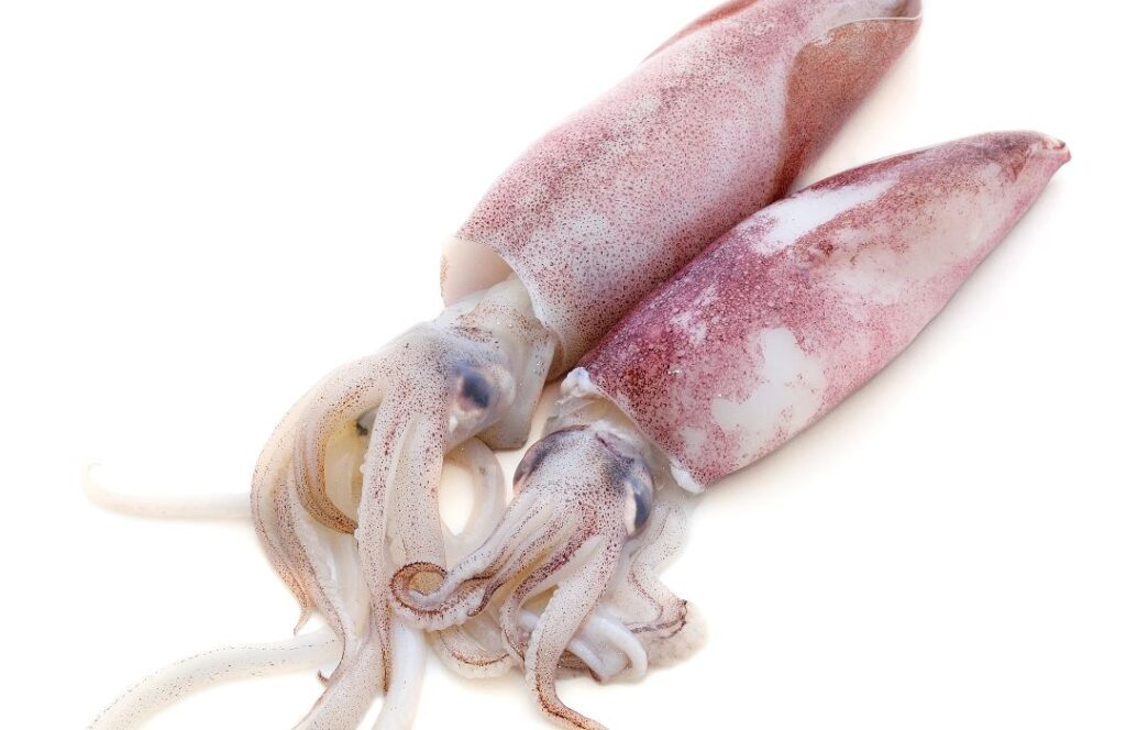 Local Calamari - Adelaide Seafood