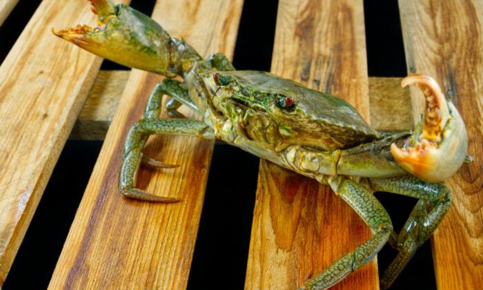 Buy Crab Adelaide - Adelaide Seafood